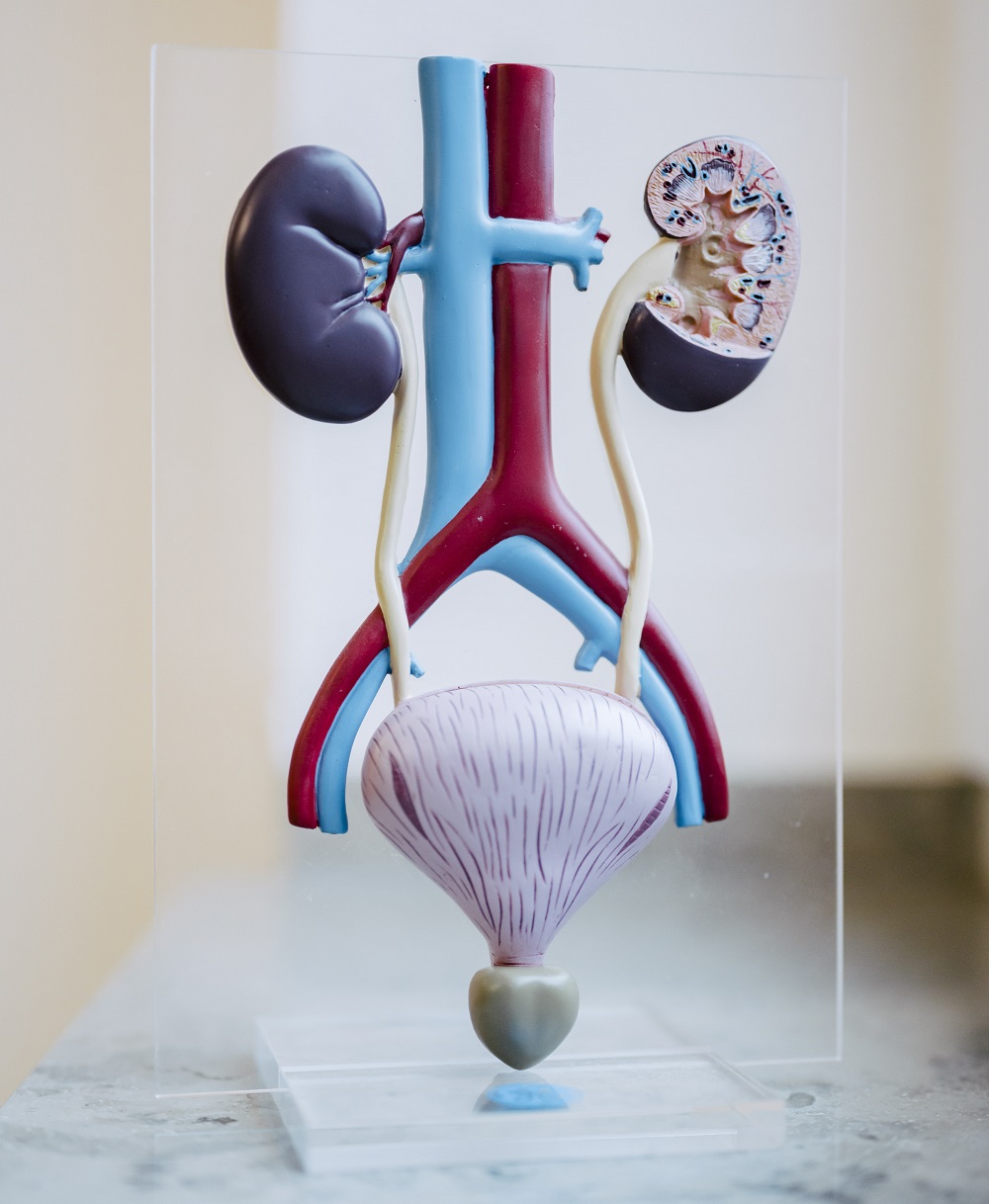 Niere Und Ableitende Harnwege – Nieren Anatomie Bilder – GLJY